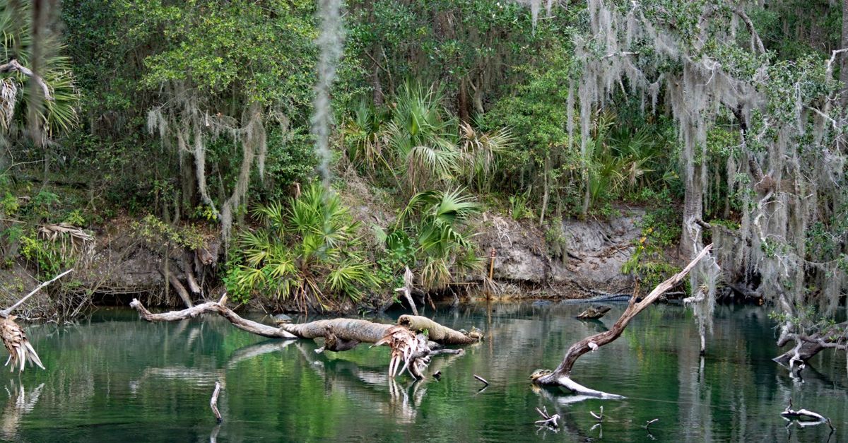 The Visitor's Guide to Blue Springs State Park - The Getaway