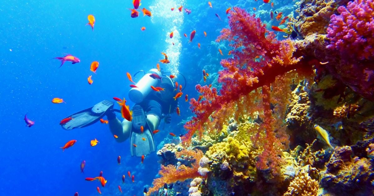 How To Make Your Great Barrier Reef Trip Awesome - The Getaway
