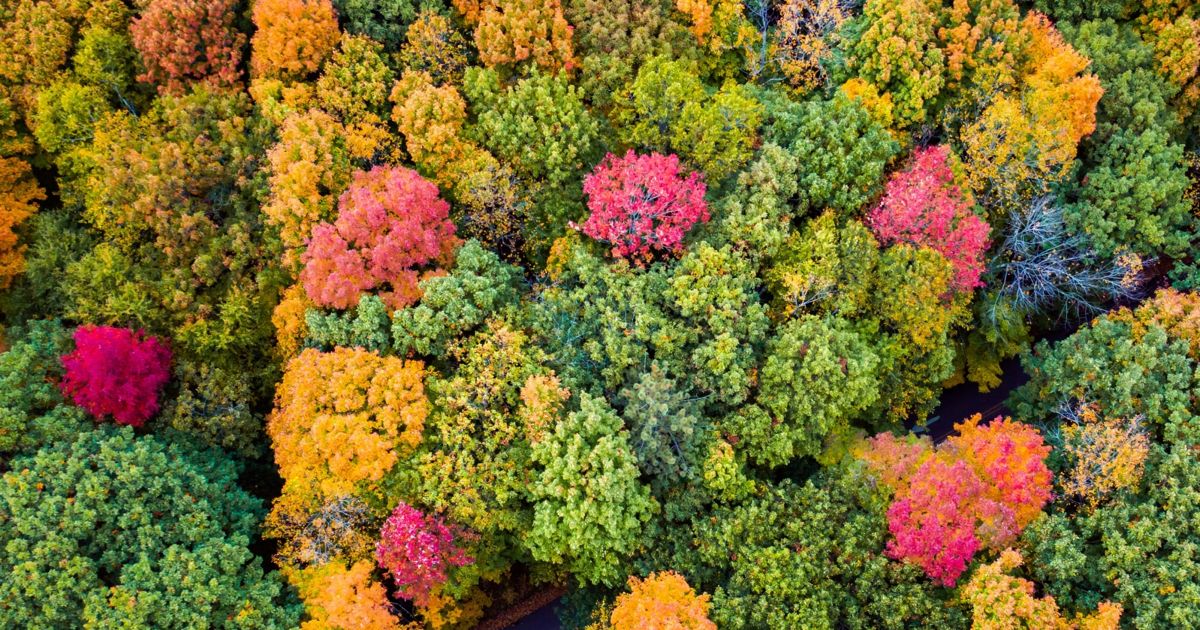 Midwest Fall Getaways Perfect for Leaf Peeping - The Getaway