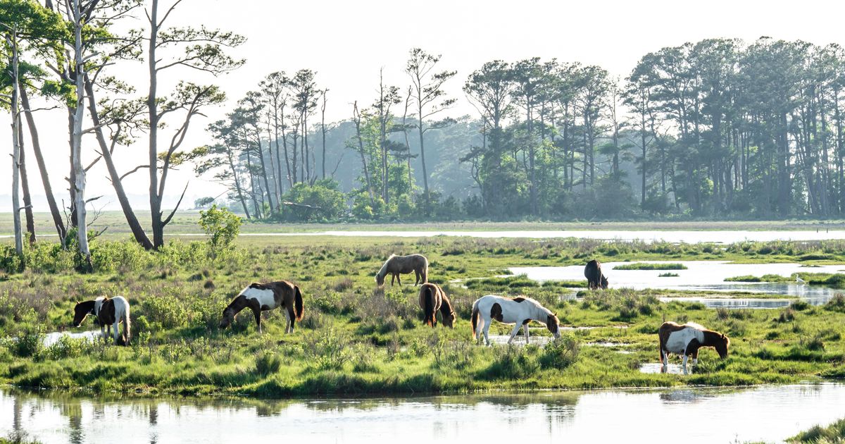 15 Best Things to Do in Chincoteague, Virginia - The Getaway