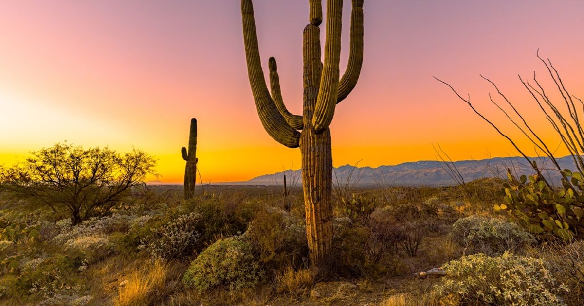 Exploring Saguaro National Park: A Visitor's Guide - The Getaway